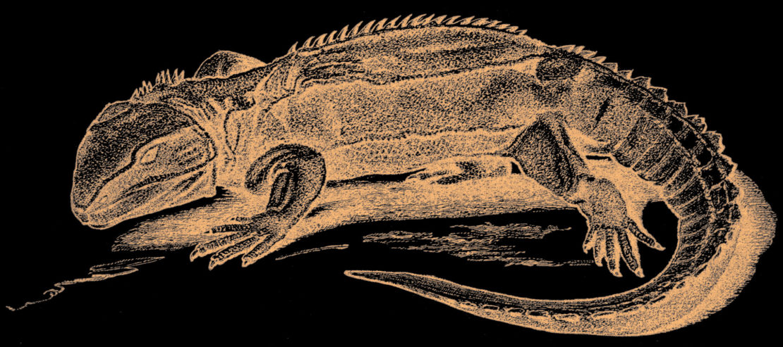 Living fossils: the slow and steady approach to life - The Long and Short