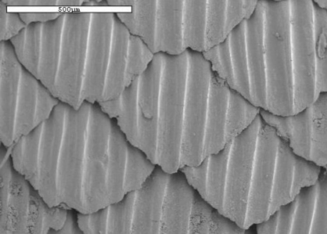 Better nature - The Long and Short